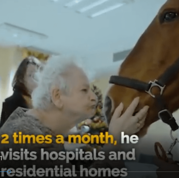 Brisket Cares - The World Famous Therapy Dog